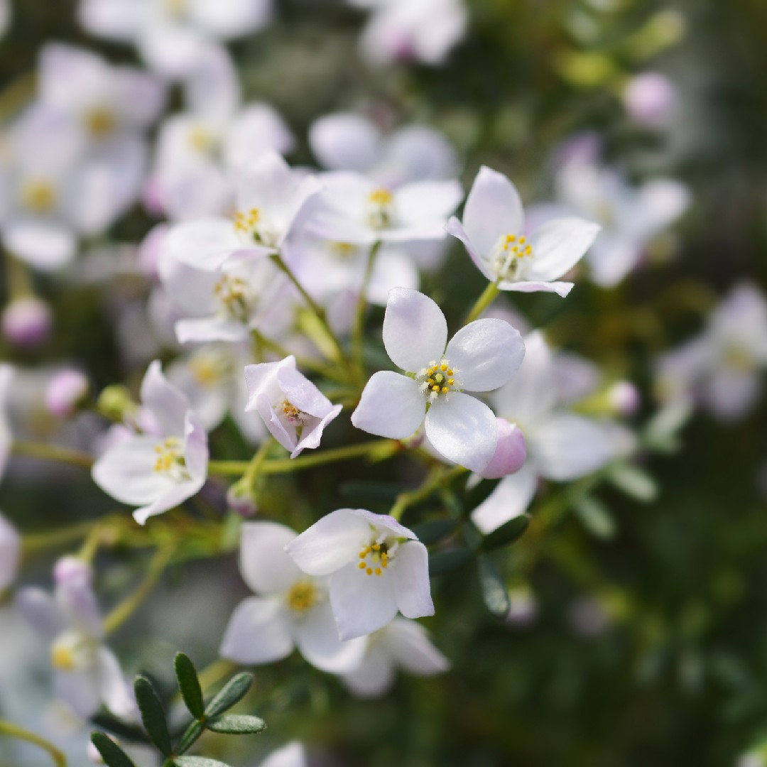 Boronia Care (Watering, Fertilize, Pruning, Propagation) - PictureThis