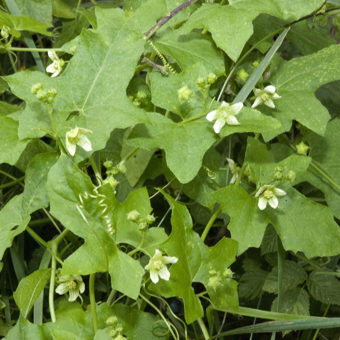 Bryonia Flower, Leaf, Care, Uses - PictureThis