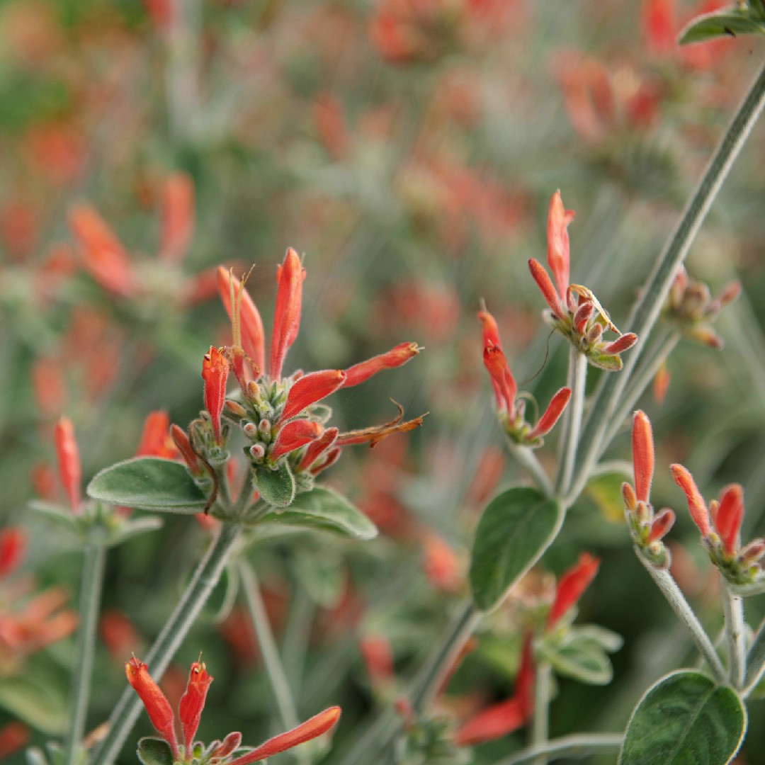 🌿 How to Transplant Hummingbird Plant? (Ideal time, Methods, and Post Care)