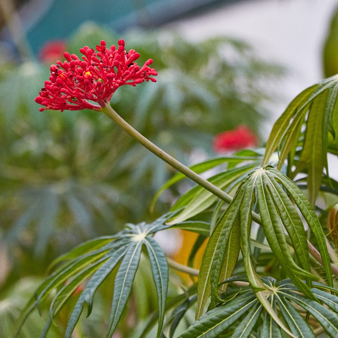 Jatropha multifida สูงเท่าไหร่ ? - PictureThis