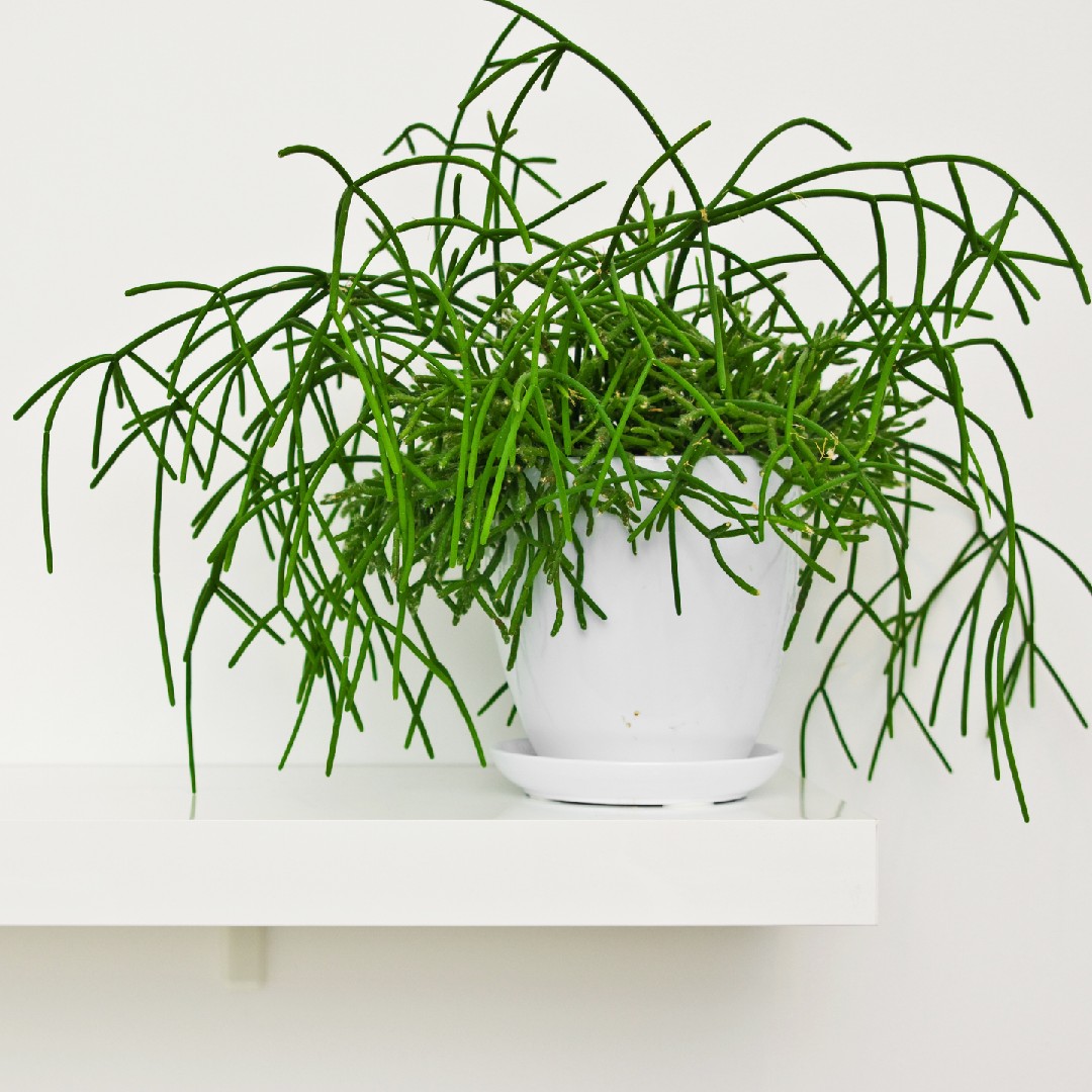 Mistletoe cacti (Rhipsalis) Flower, Leaf, Care, Uses - PictureThis