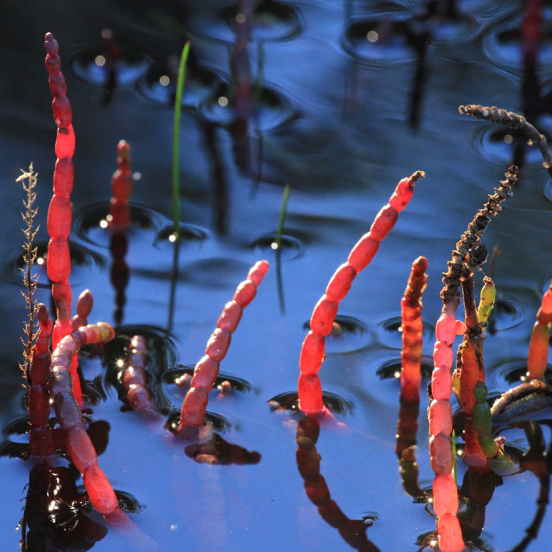 Beaded glasswort (Salicornia quinqueflora) Flower, Leaf, Care, Uses ...