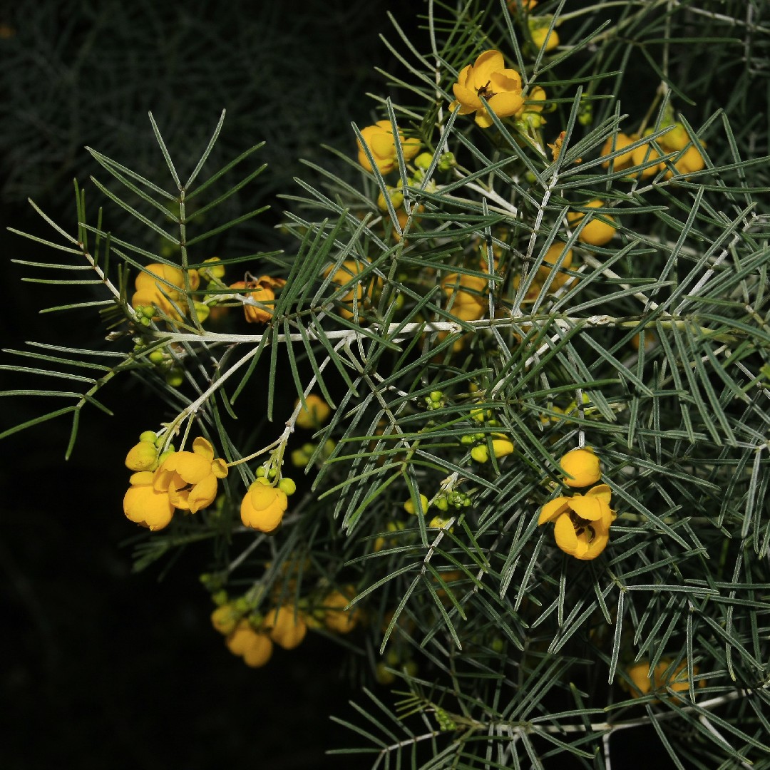 Senna artemisioides - PictureThis