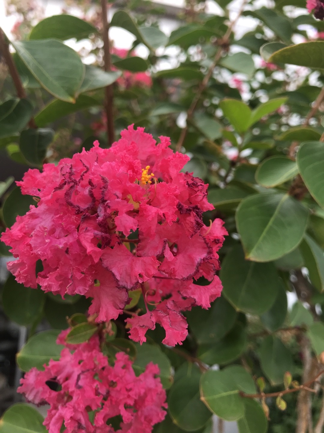 Lagerstroemia (Lagerstroemia) - PictureThis