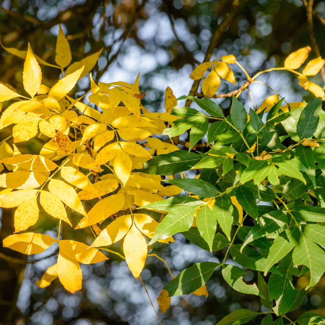 Fresno silvestre mexicano (Fraxinus uhdei) - PictureThis