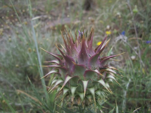 Cynara humilis Flower, Leaf, Care, Uses - PictureThis