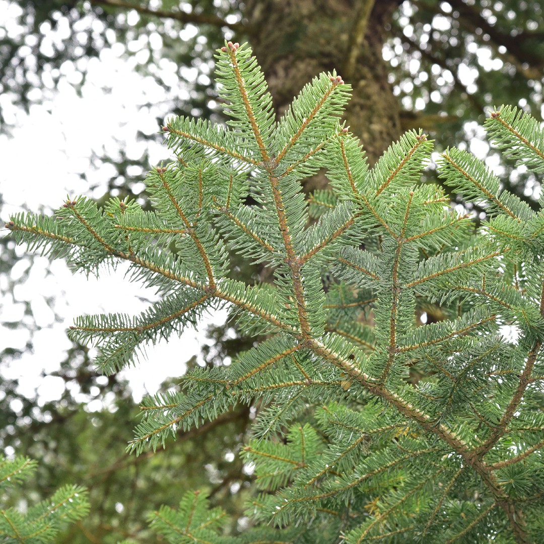 Apollo-tanne (Abies cephalonica) - PictureThis