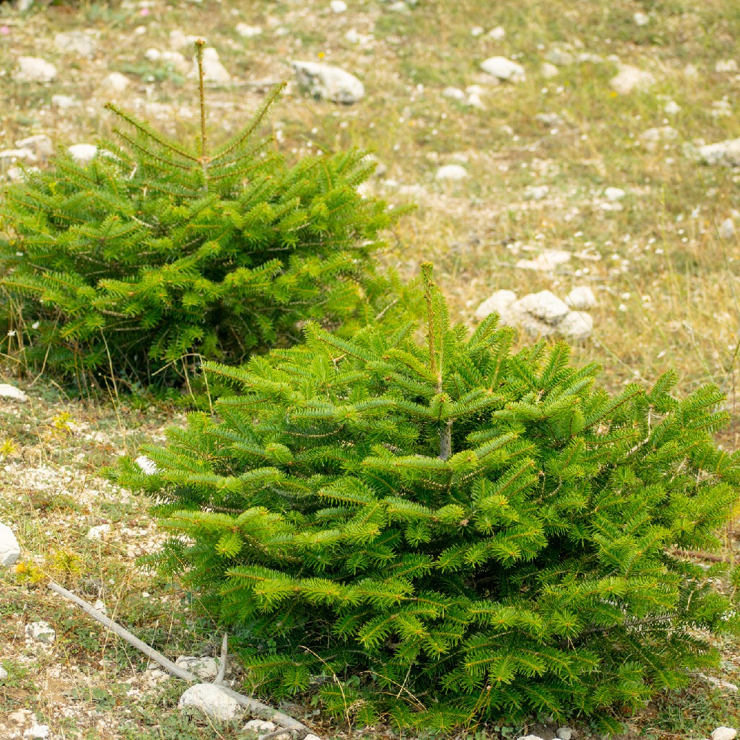 Abies cephalonica 'Meyer's Dwarf' - PictureThis