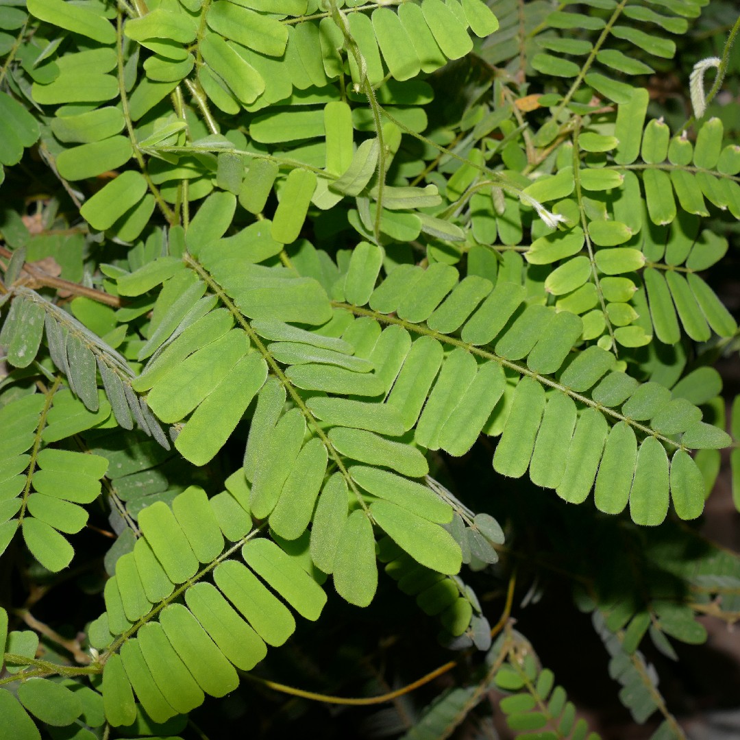 Abrus pulchellus - PictureThis