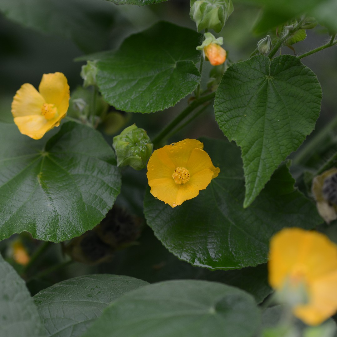 Abutilon grandifolium - PictureThis