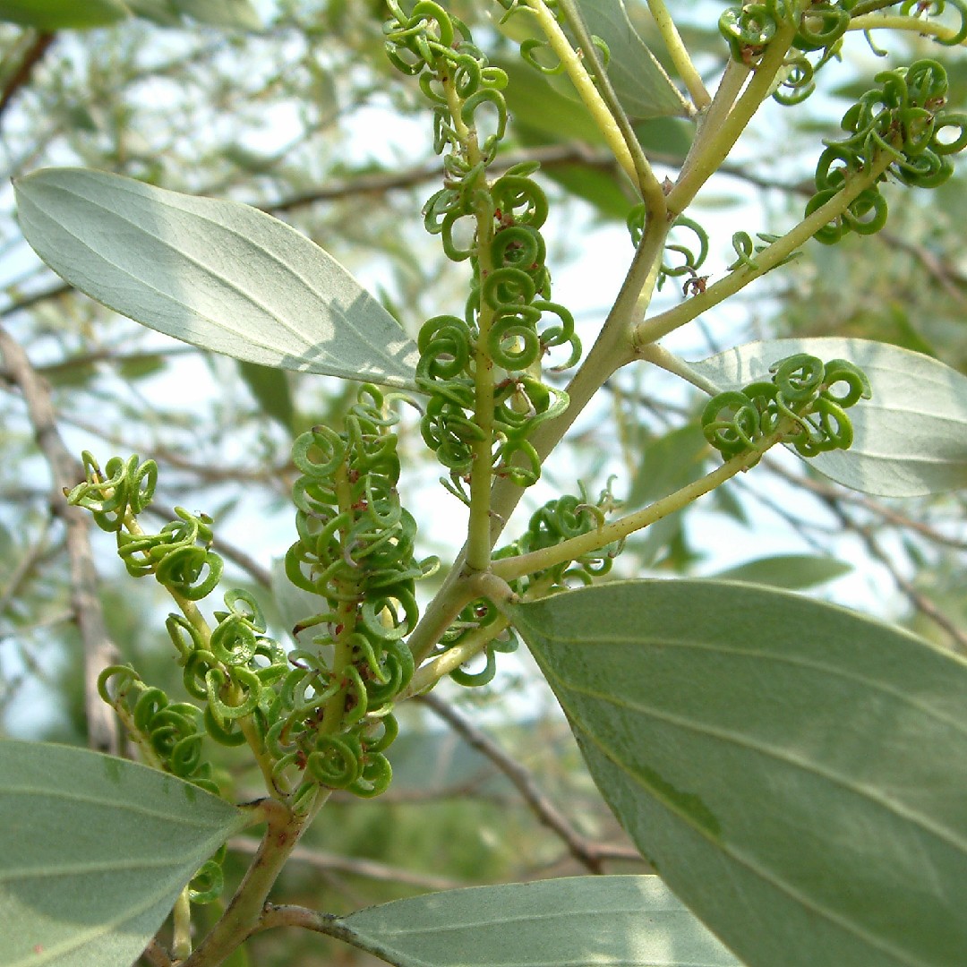 Black wattle (Acacia mangium) Flower, Leaf, Care, Uses - PictureThis