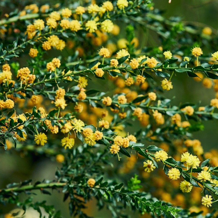 Acacia paradoxa - PictureThis