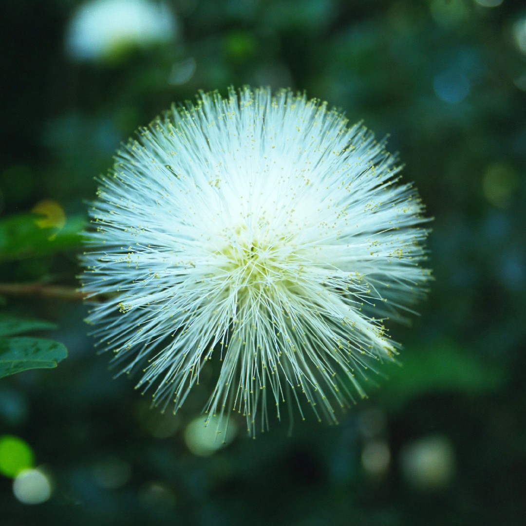 Prairie acacia (Acaciella angustissima) Flower, Leaf, Care, Uses ...