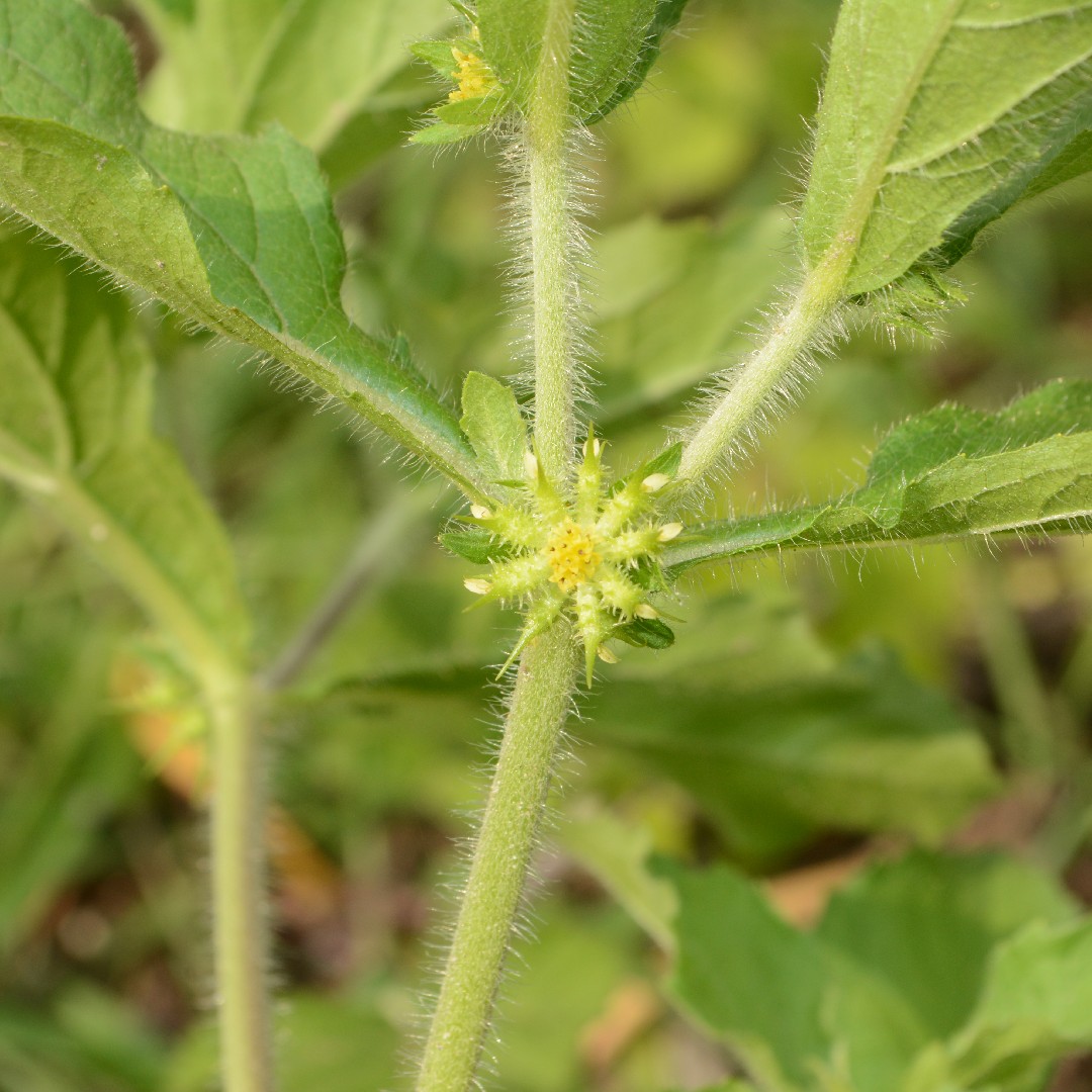 Corona de la reina (Acanthospermum hispidum) - PictureThis