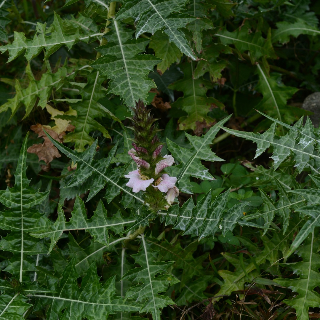 Acanthus Flower, Leaf, Care, Uses - PictureThis