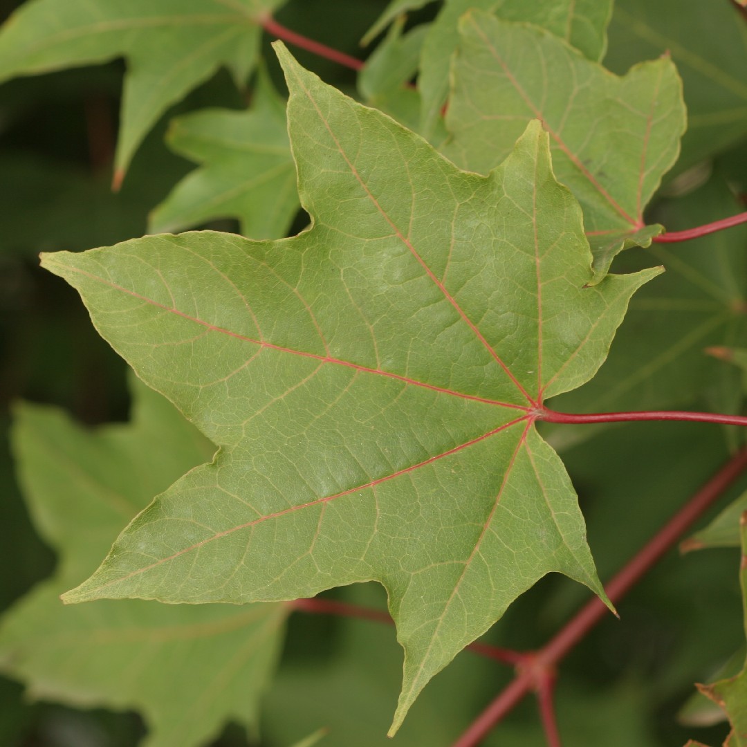 Acer cappadocicum subsp. sinicum - PictureThis