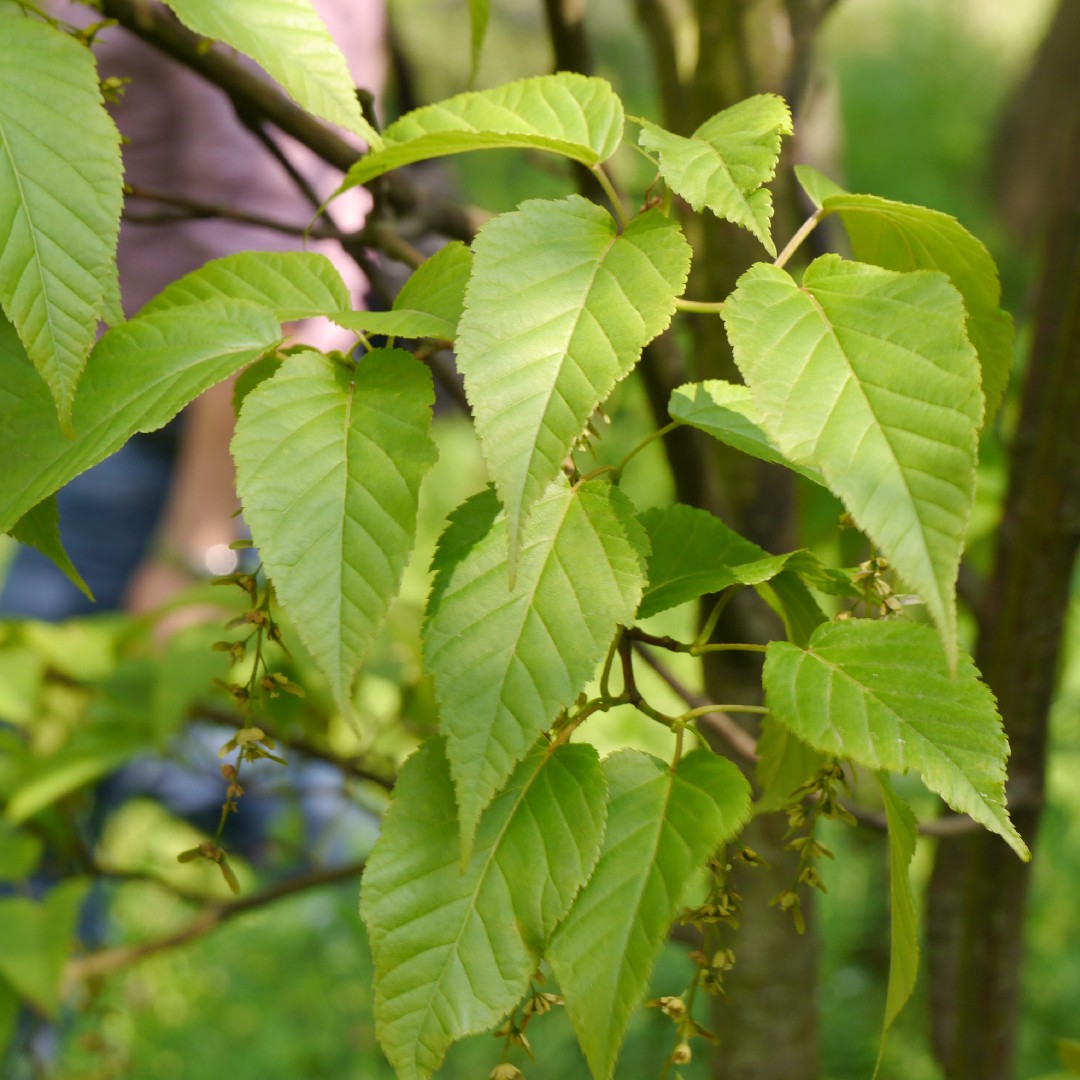 Acer davidii - PictureThis