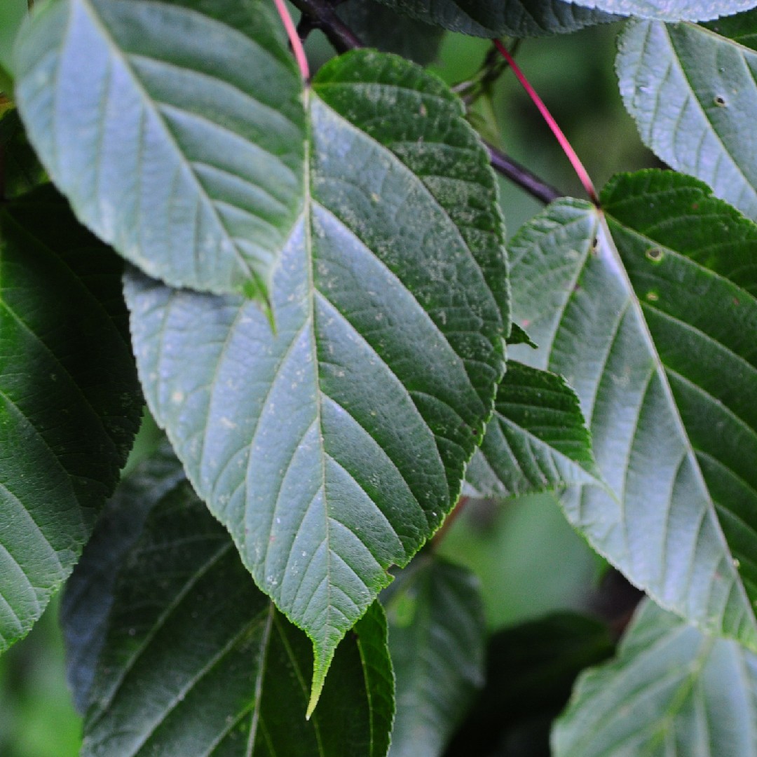 Acer davidii 'George Forrest' - PictureThis