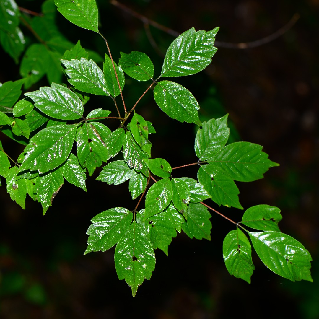 Acer henryi - PictureThis