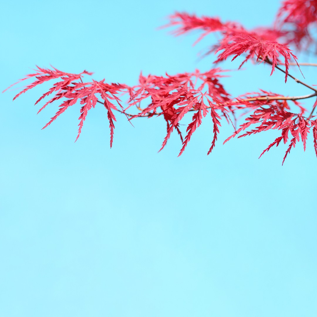 Folha De Bordo Japones Folhas Cor De Rosa Do Bordo Japonês (Acer