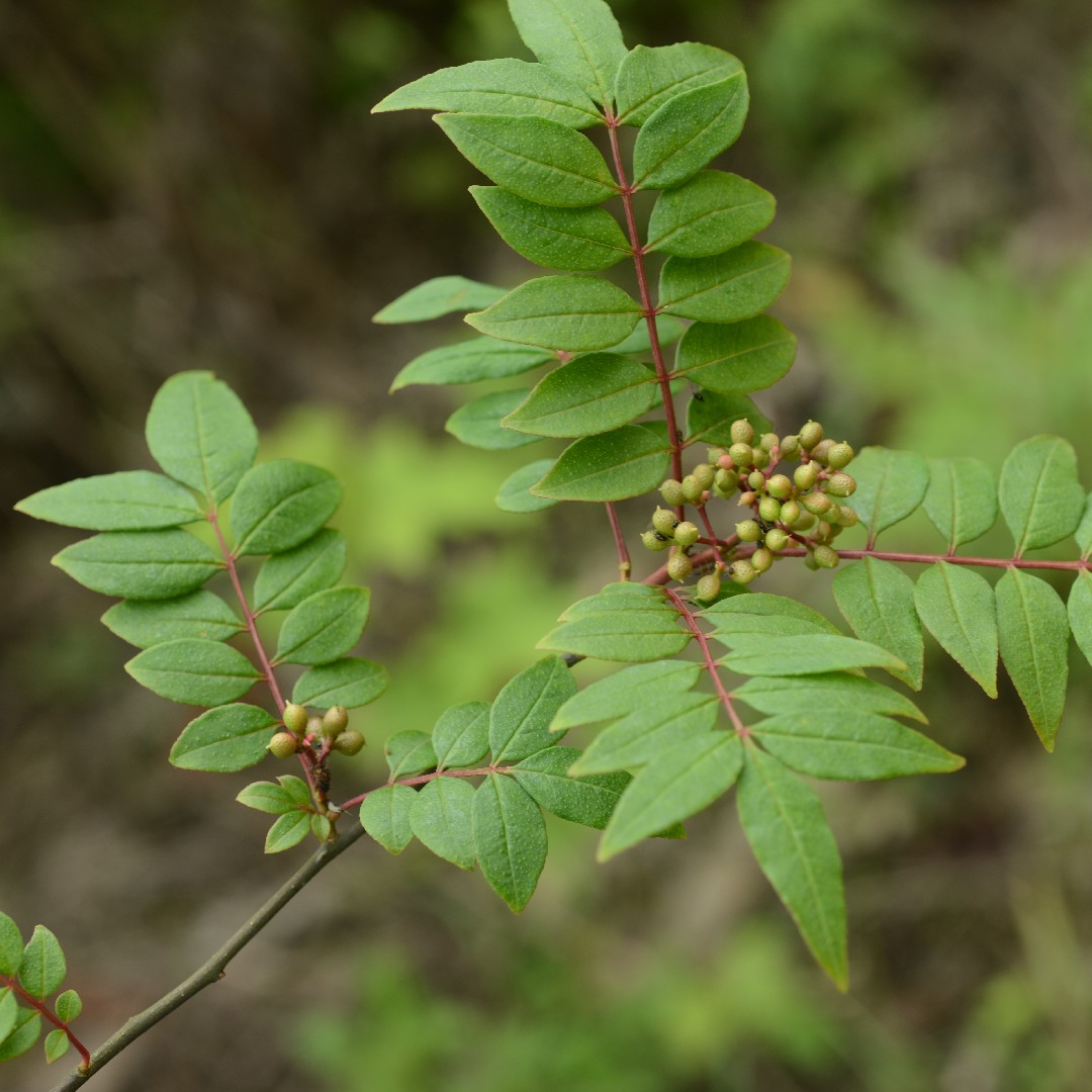 Prickly ash Care (Watering, Fertilize, Pruning, Propagation) - PictureThis
