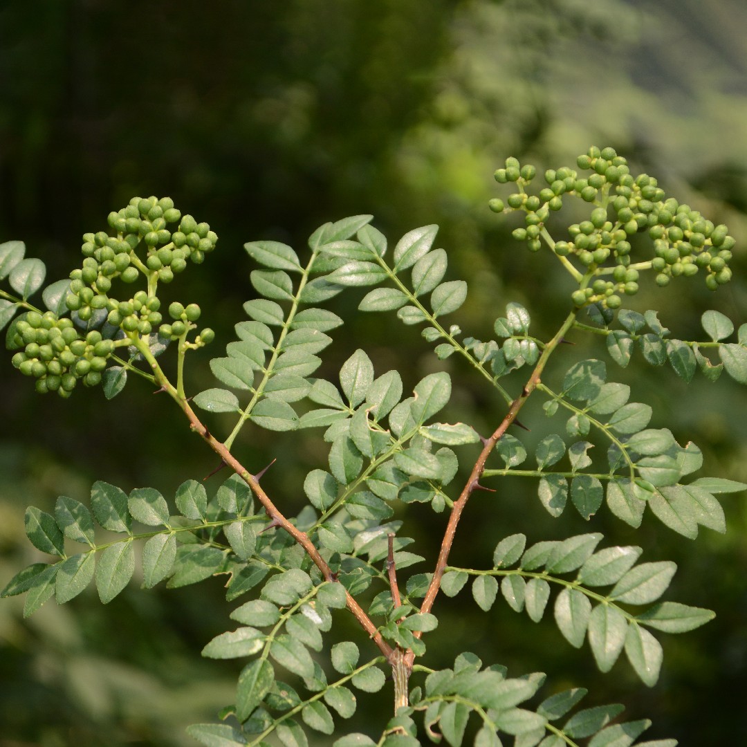 Zanthoxylum schinifolium - PictureThis