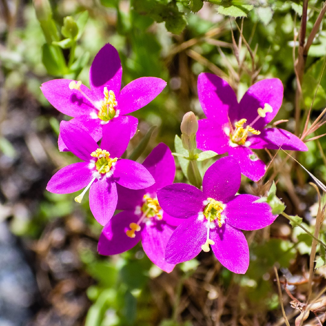Charming centaury (Zeltnera venusta) Flower, Leaf, Care, Uses - PictureThis