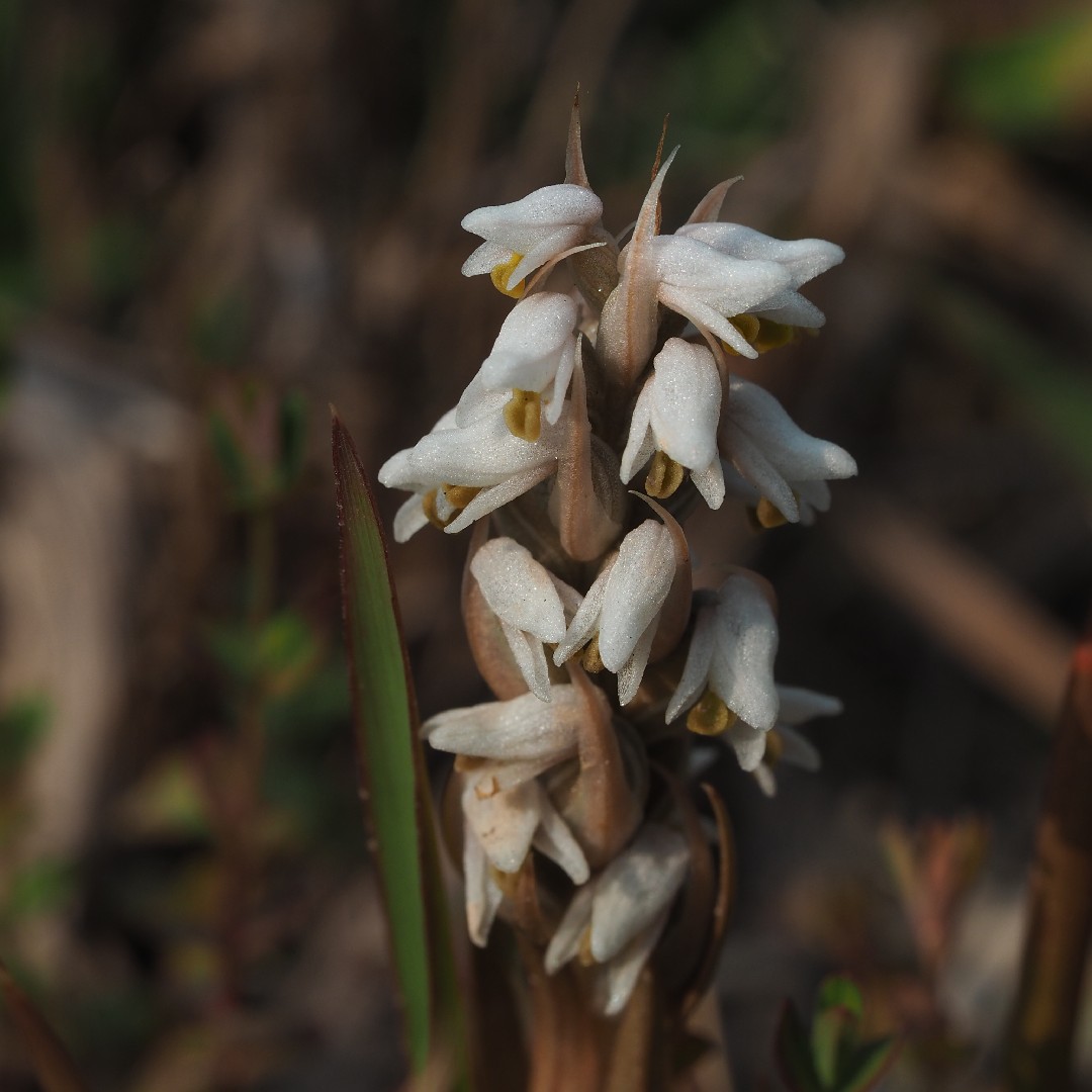 Zeuxine - PictureThis