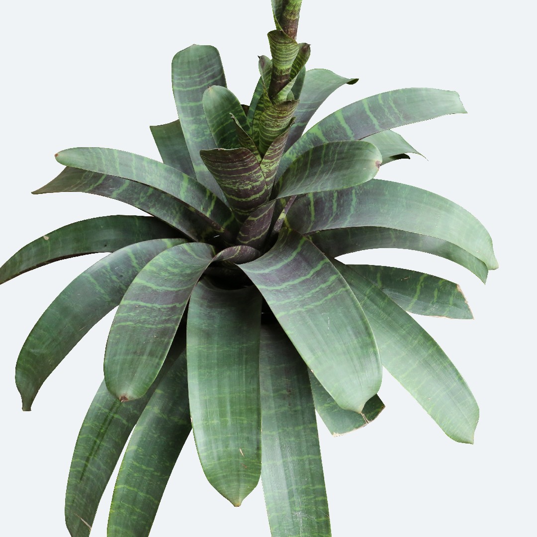 Vriesea - PictureThis