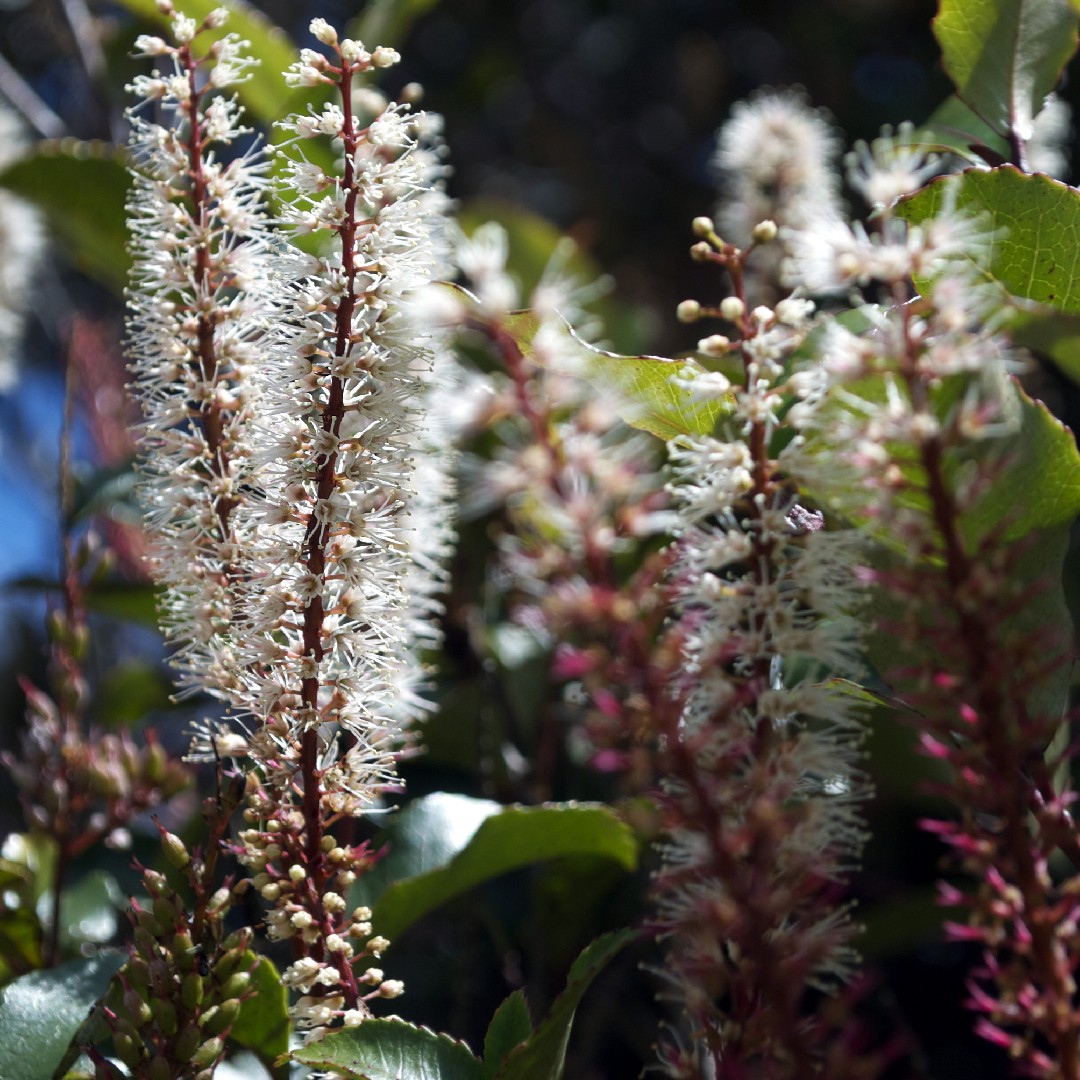 Weinmannia Care (Watering, Fertilize, Pruning, Propagation) - PictureThis