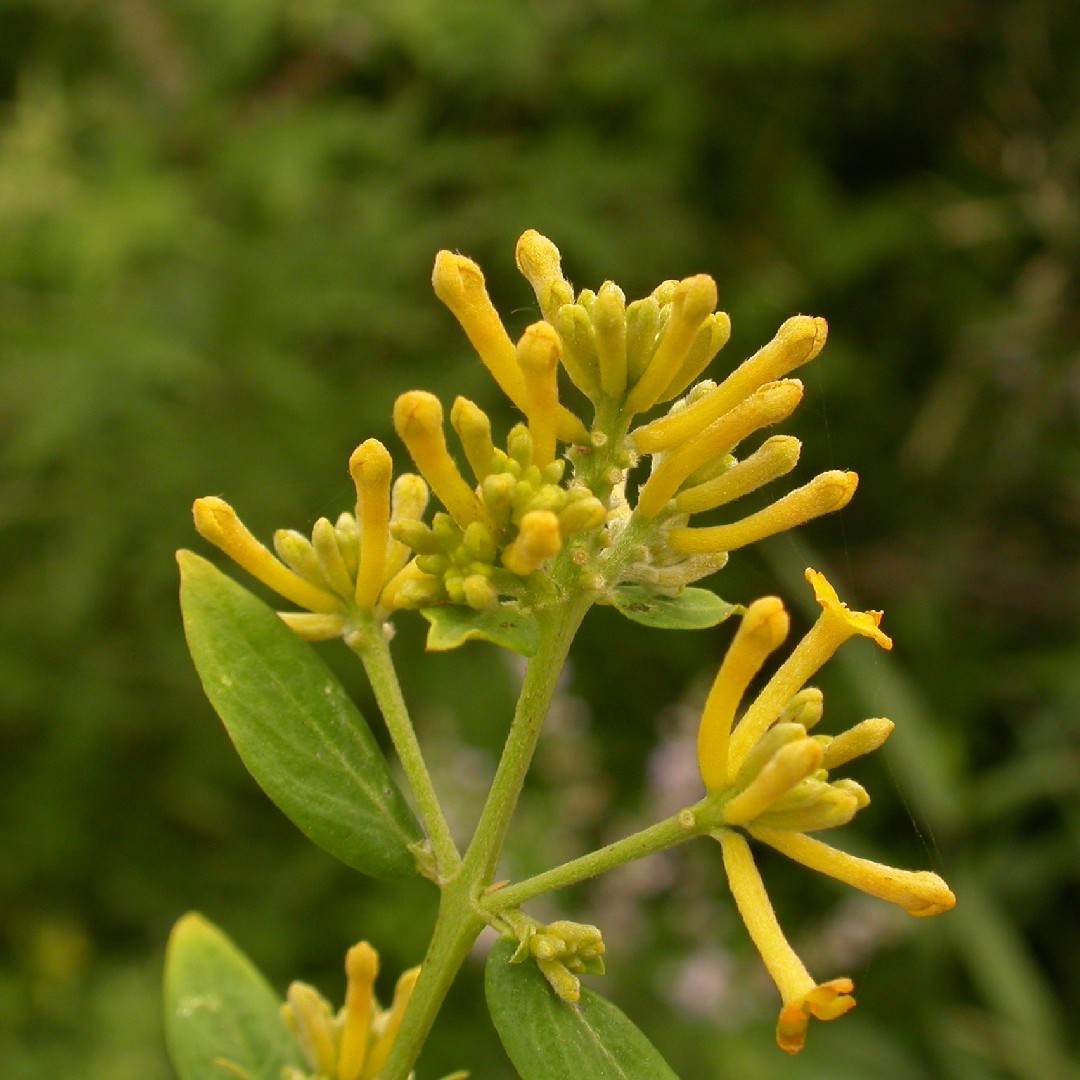 Викстремия (Wikstroemia) - PictureThis