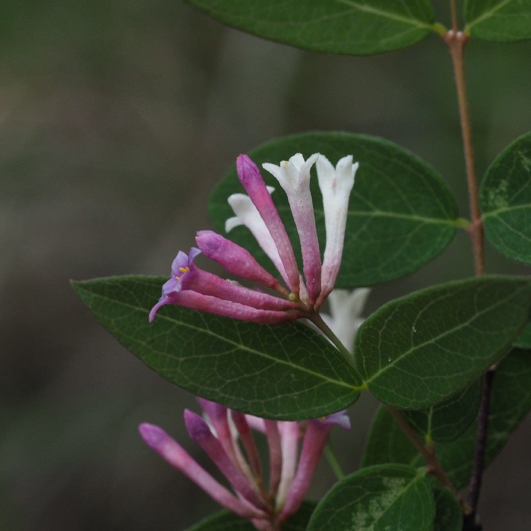 Викстремия (Wikstroemia) - PictureThis