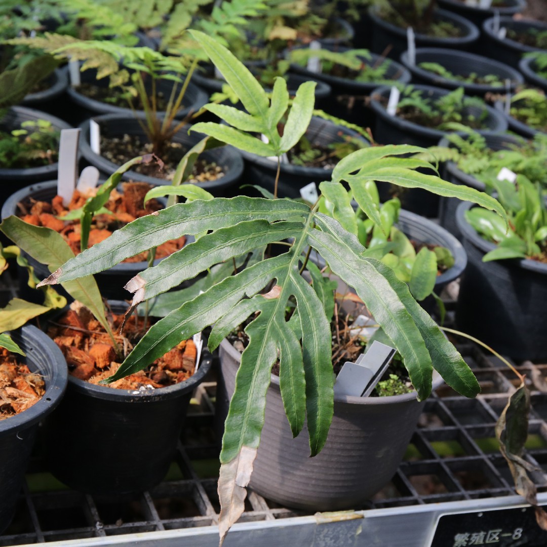 Chain ferns (Woodwardia) Flower, Leaf, Care, Uses - PictureThis