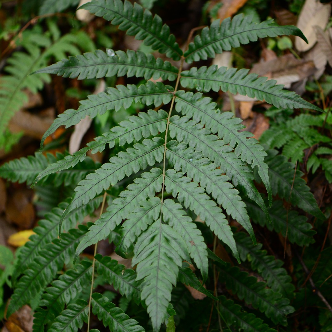 Chain ferns (Woodwardia) Flower, Leaf, Care, Uses - PictureThis
