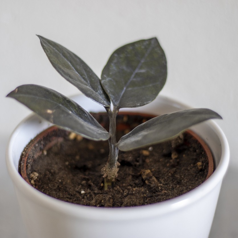 Eternity plant Care (Watering, Fertilize, Pruning, Propagation ...