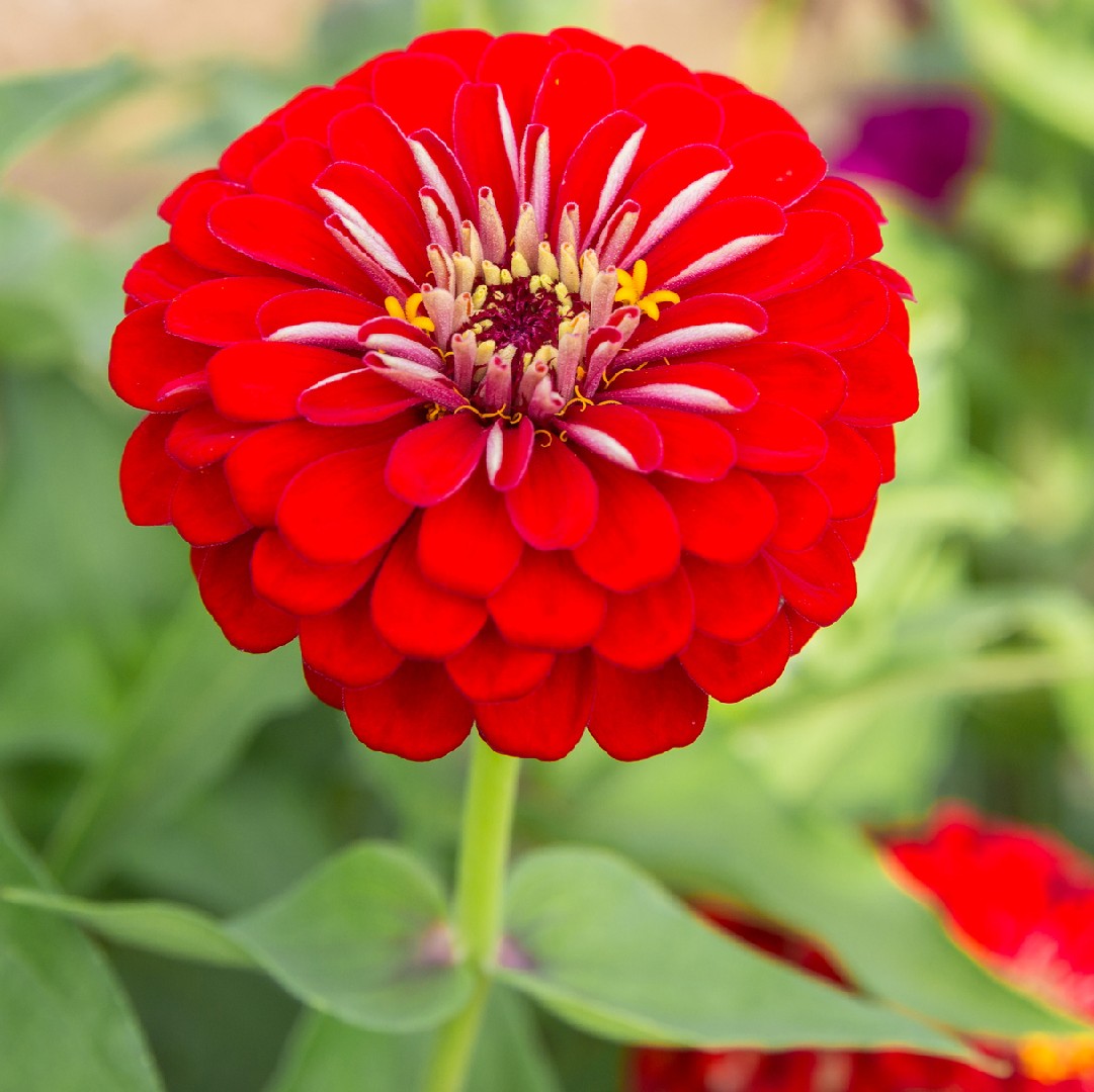 Zinnias (Zinnia) Flower, Leaf, Care, Uses - PictureThis