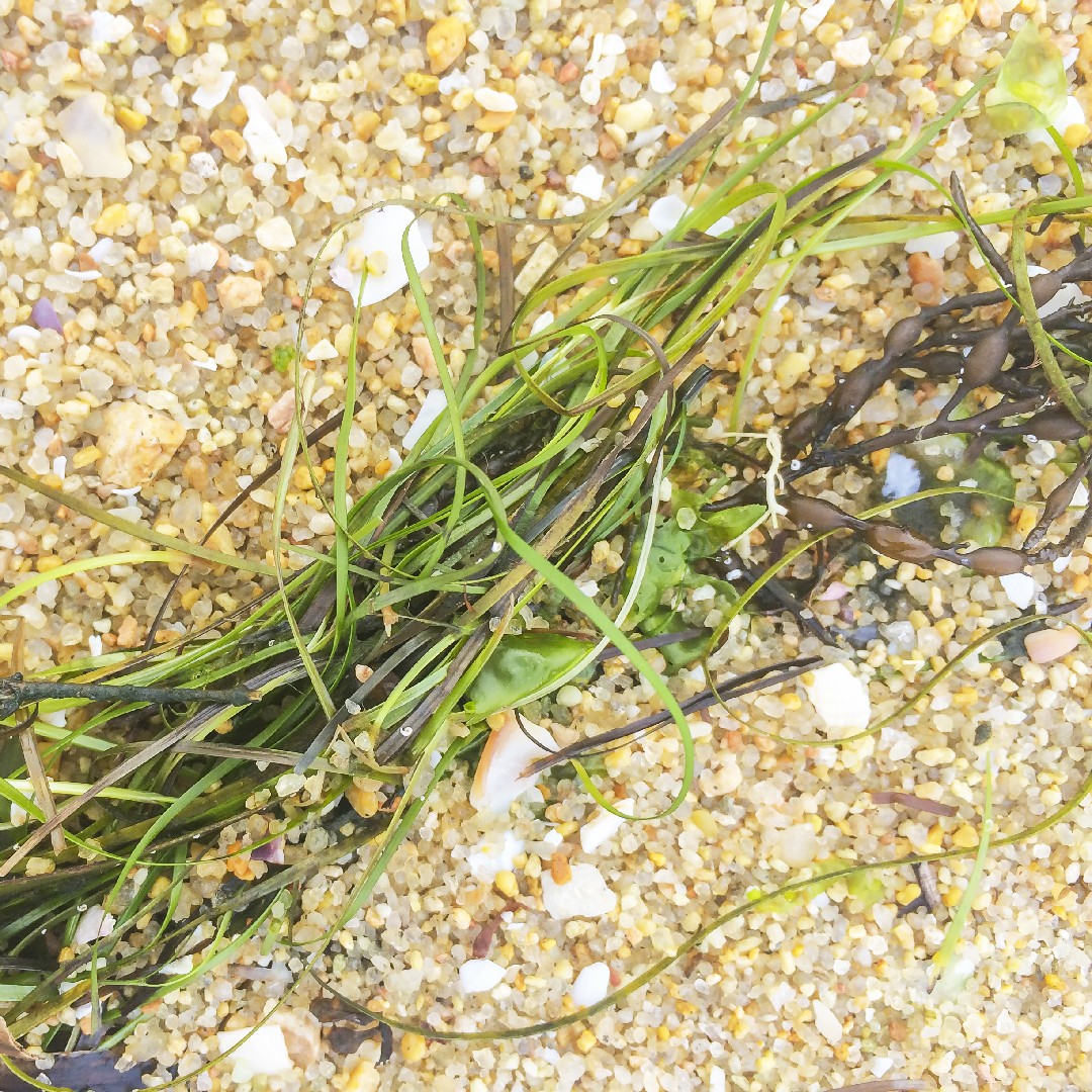 Zostera noltii - PictureThis