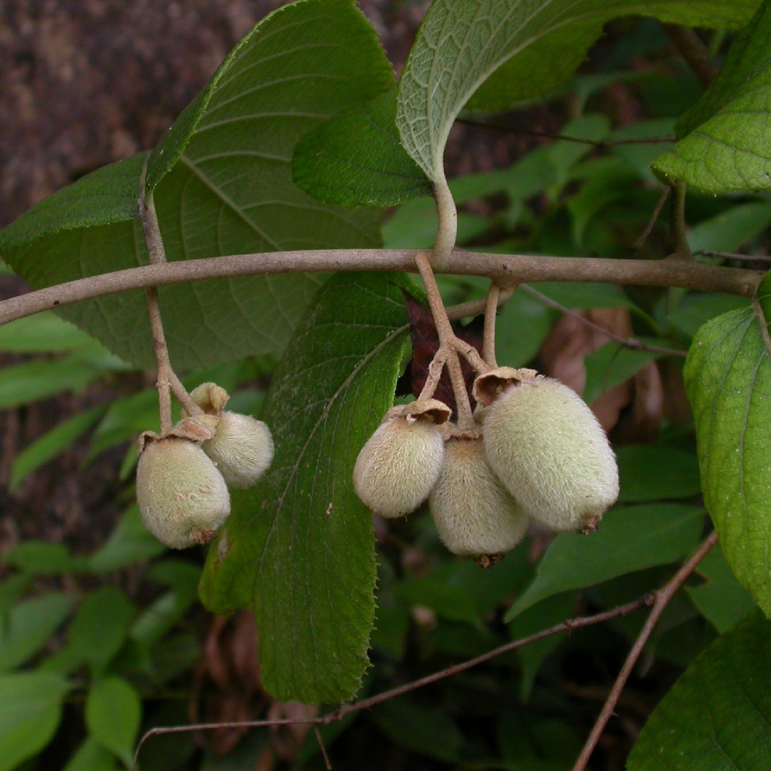 Actinidia eriantha - PictureThis