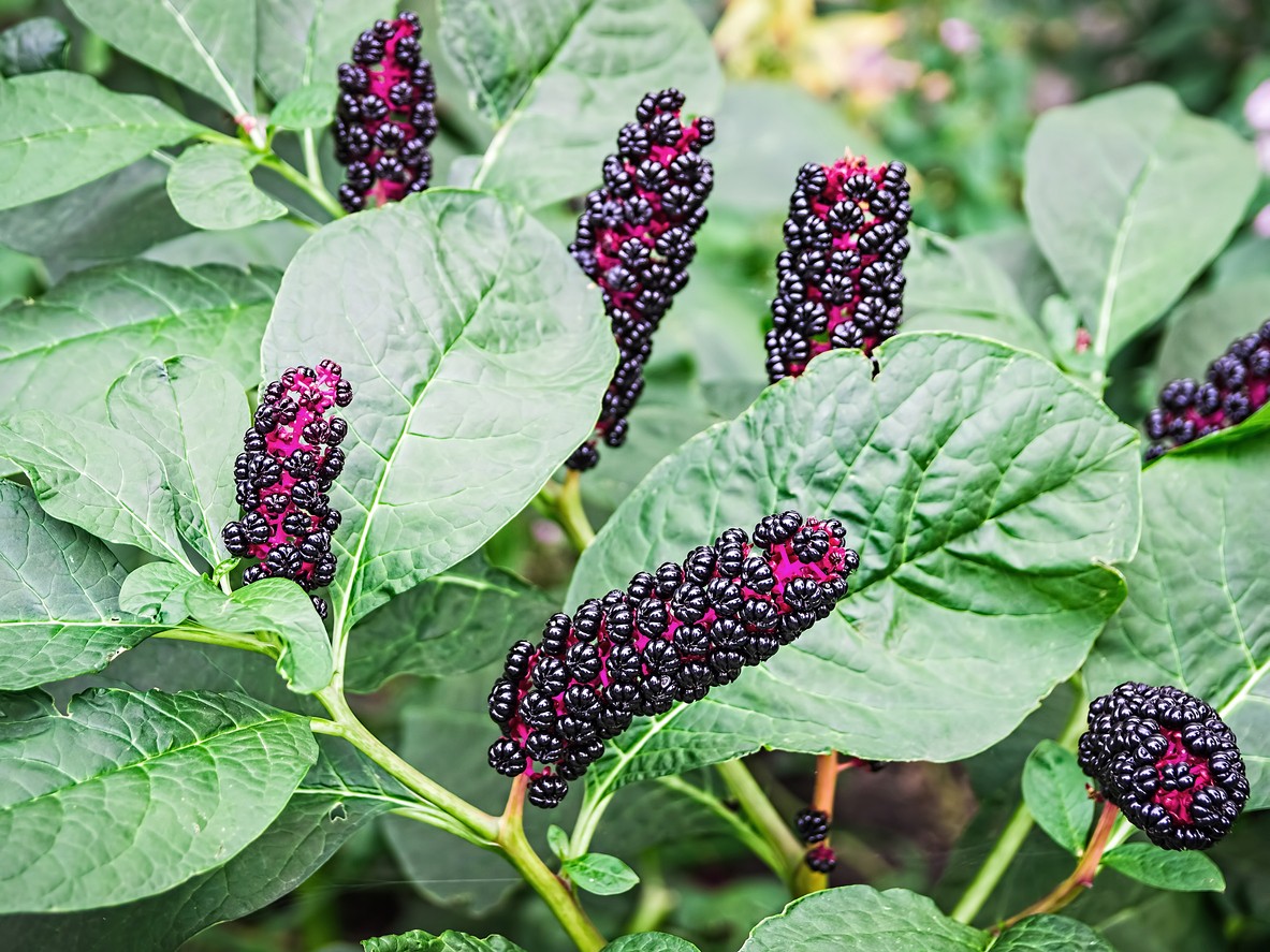 Phytolacca polyandra - PictureThis