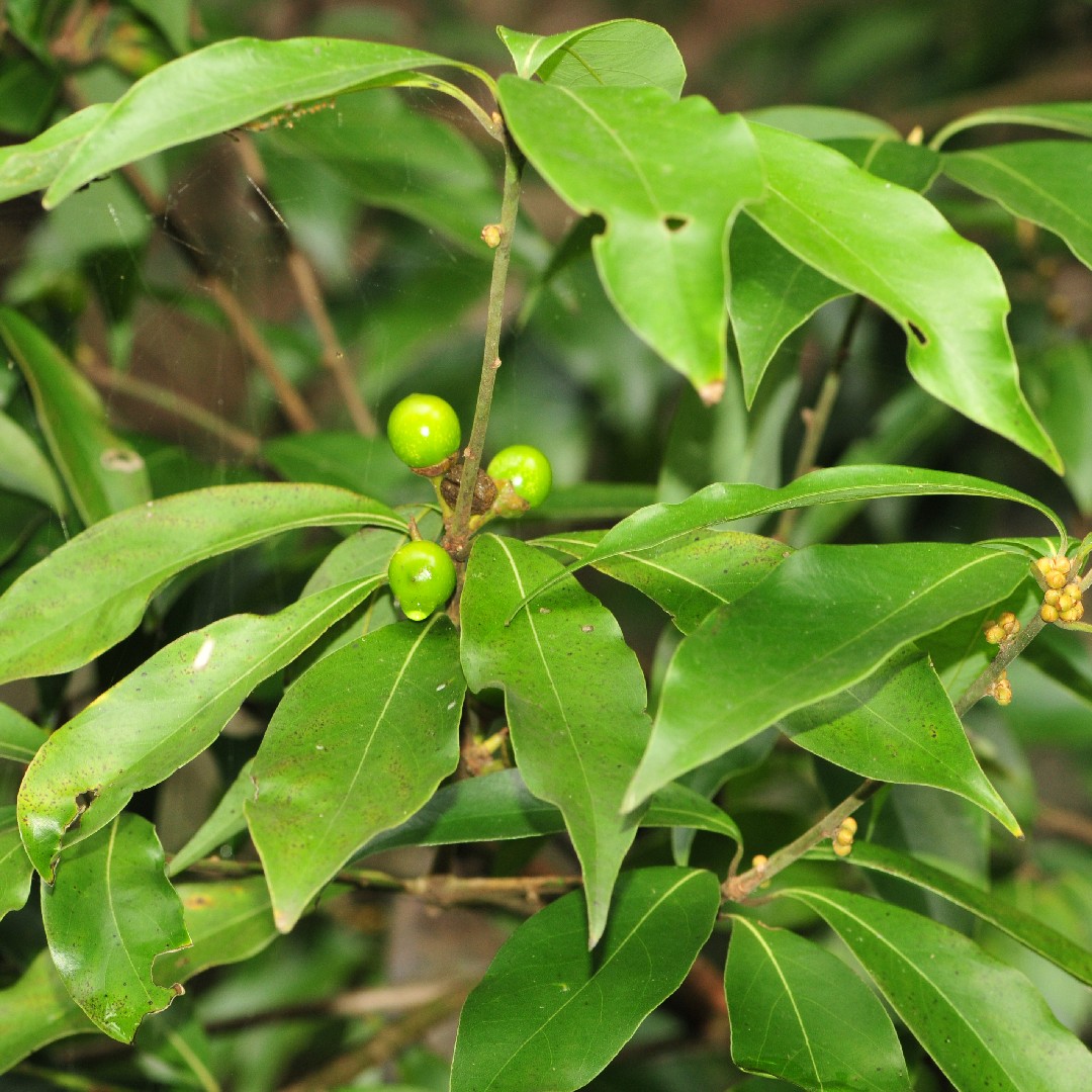 Actinodaphne Care (Watering, Fertilize, Pruning, Propagation) - PictureThis