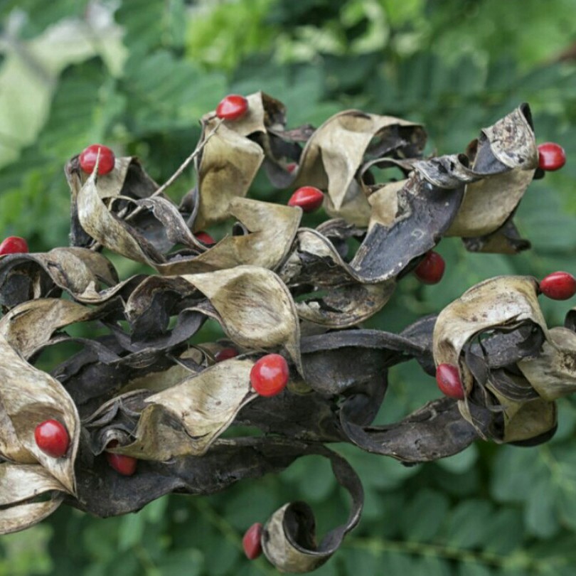 How to Transplant Red bead tree? (Ideal time, Methods, and Post Care)