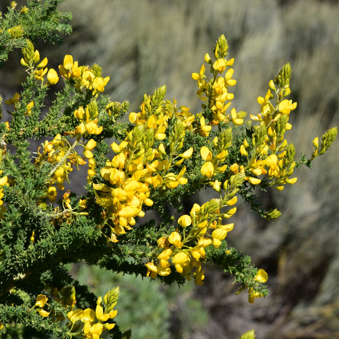 Adenocarpus Care (Watering, Fertilize, Pruning, Propagation) - PictureThis