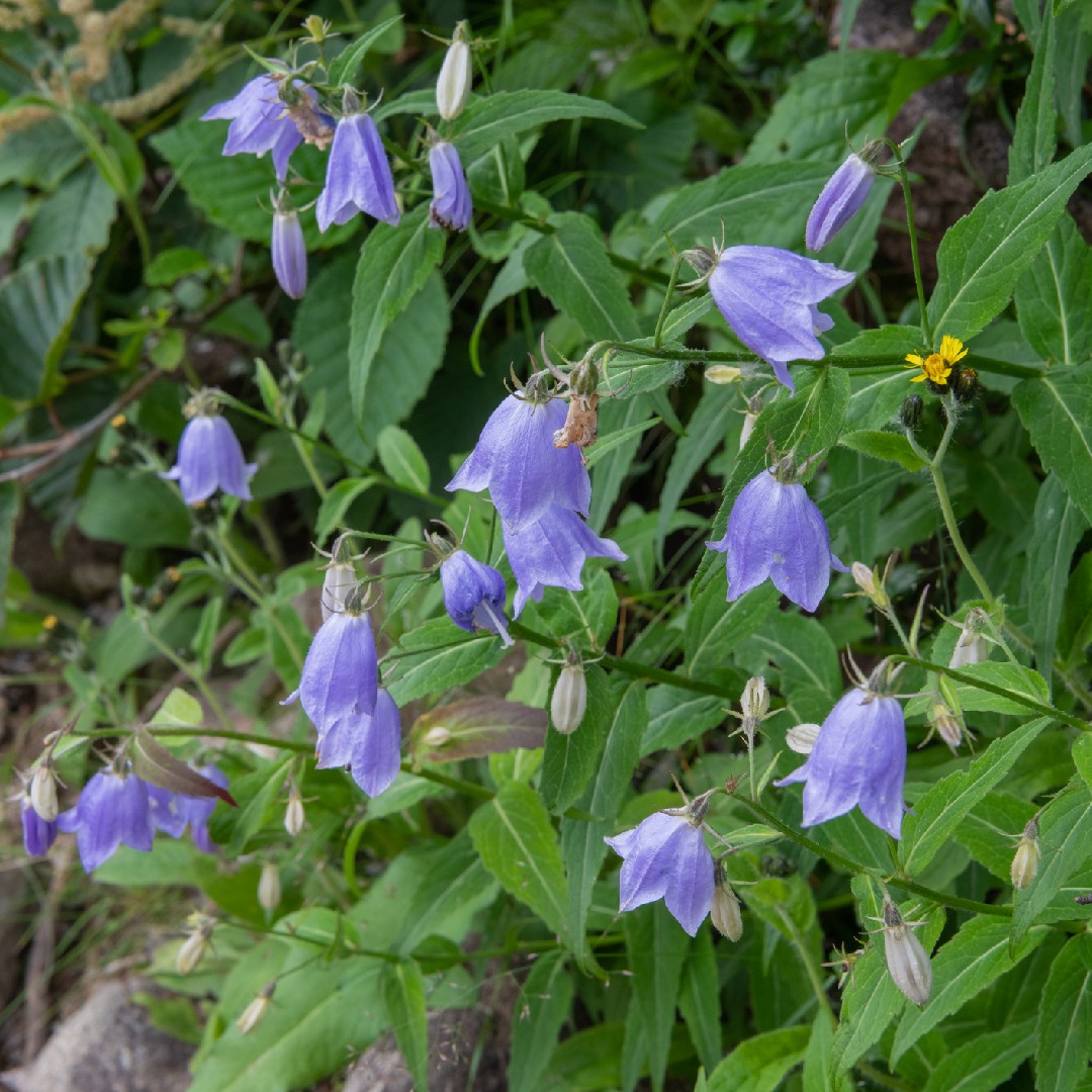 Mariquitas (Adenophora) - PictureThis