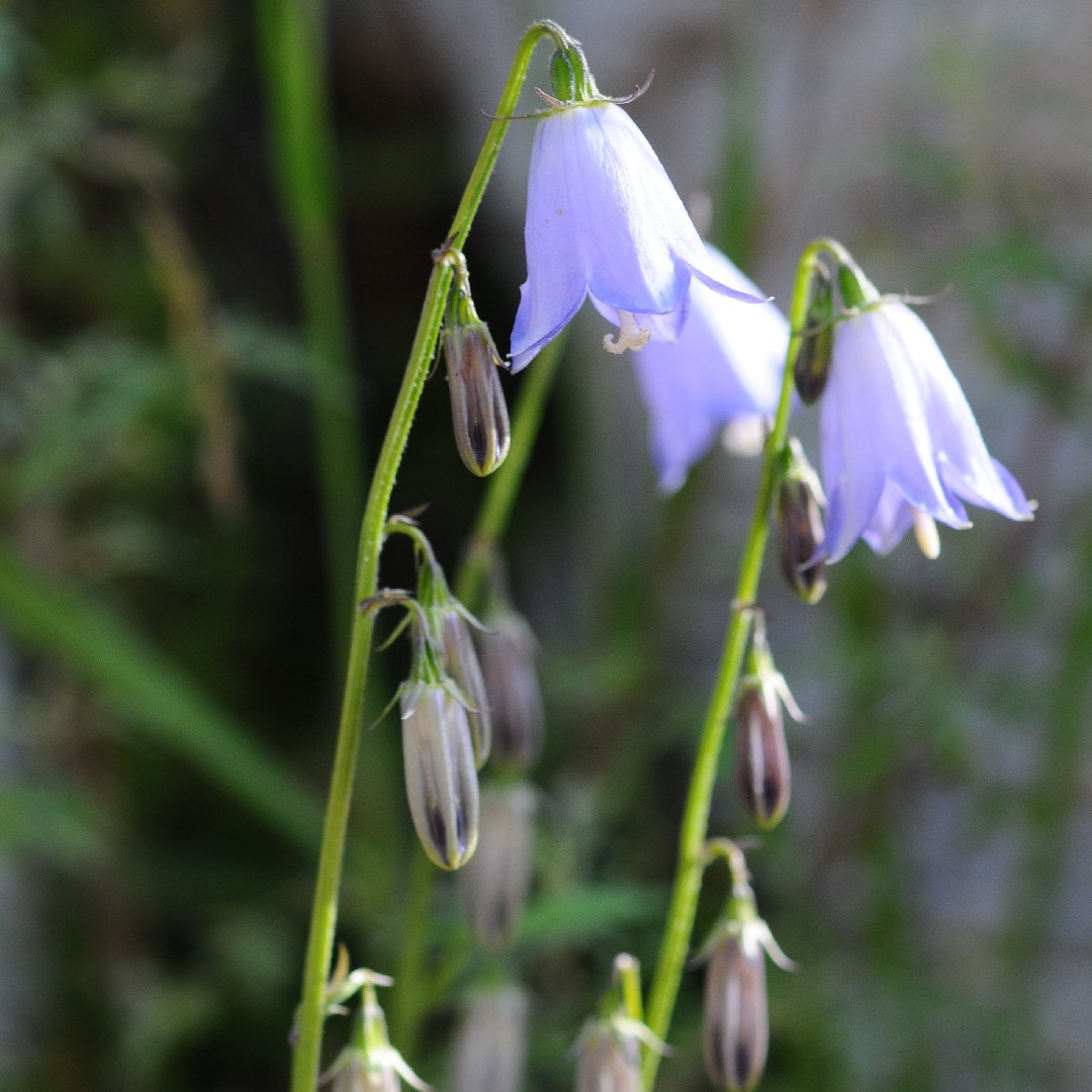 How to Plant and Grow Adenophora potaninii(Adenophora potaninii)