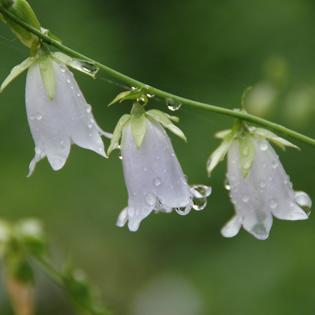 Adenophora - PictureThis