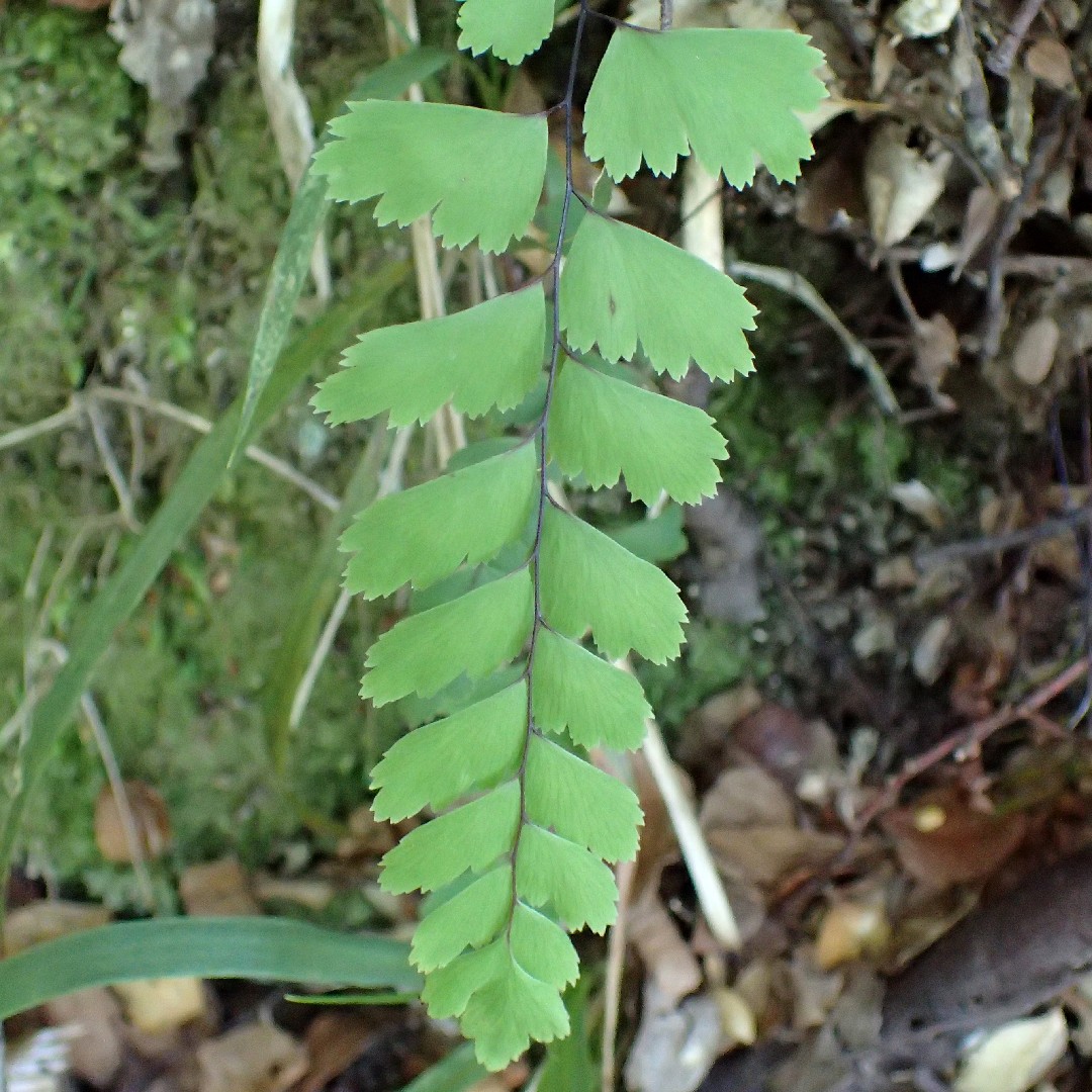 Adiantum cunninghamii - PictureThis