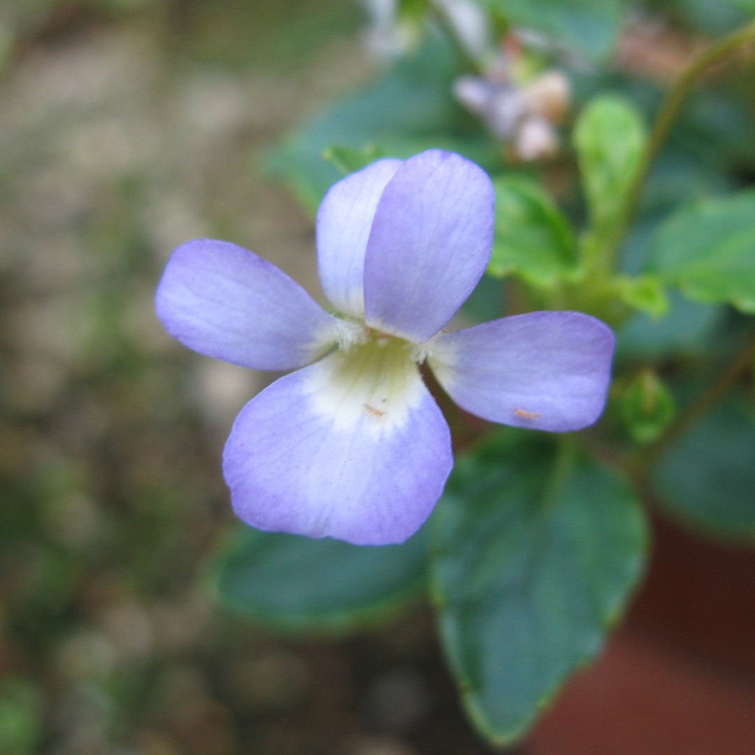 Viola portalesia - PictureThis