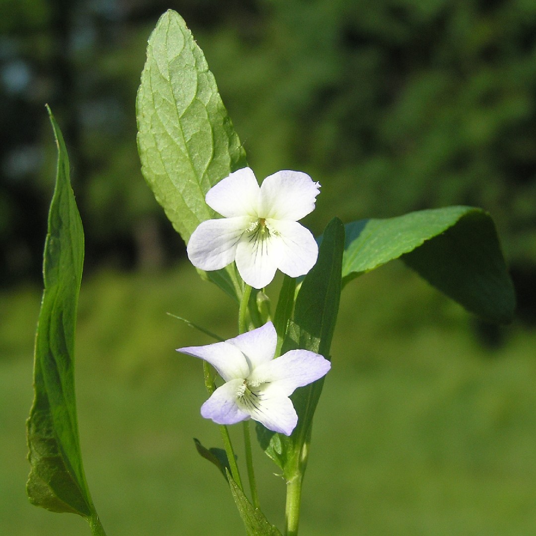 Fen violet (Viola stagnina) Flower, Leaf, Care, Uses - PictureThis