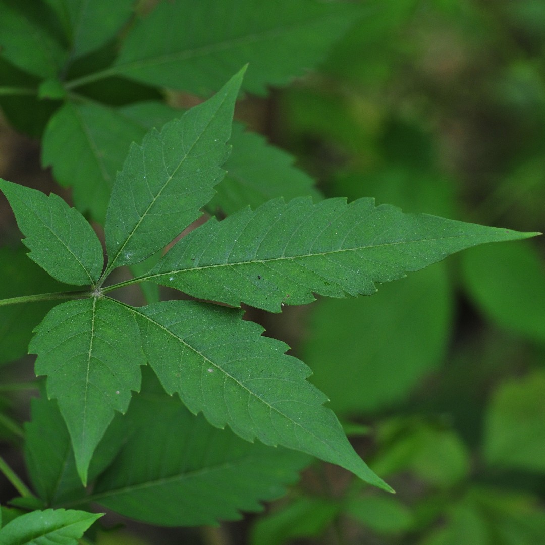 Chaste trees (Vitex) Flower, Leaf, Care, Uses - PictureThis