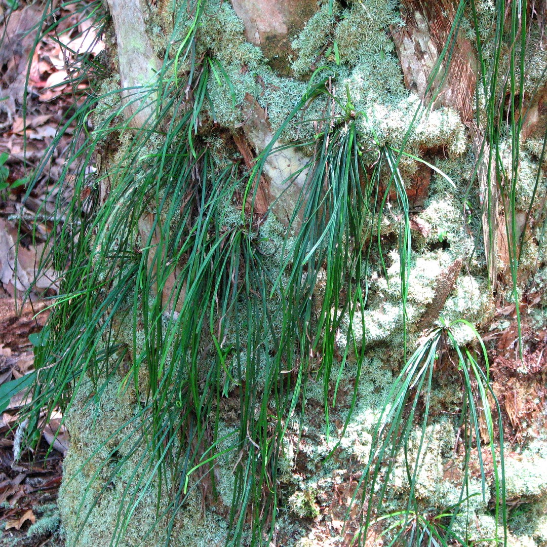 Vittaria lineata - PictureThis